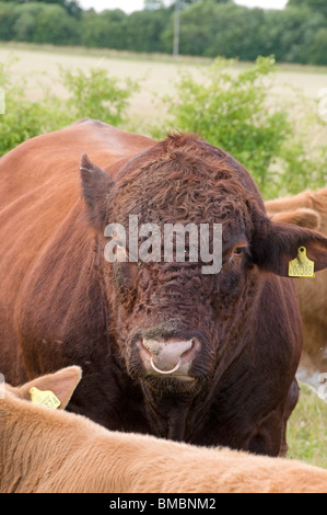 A bull with a nosering Stock Photo - Alamy