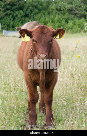 Lincoln Red calf Stock Photo - Alamy