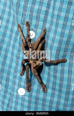 Skuon village Cambodia. Known as Spiderville for it local delicacy of ...
