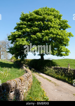 Butterton Derbyshire Peak District Stock Photo - Alamy