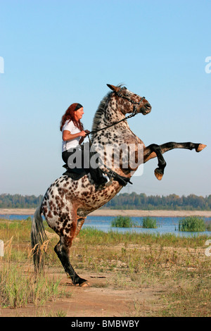 Pferd steigt auf Kommando / rearing horse Stock Photo - Alamy