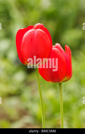 Two red tulips Stock Photo - Alamy