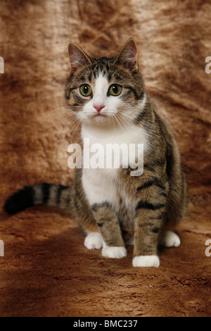 sitzende Katze / sitting cat Stock Photo - Alamy