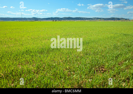 Green long grass in the field natural greenery landscape view Stock ...