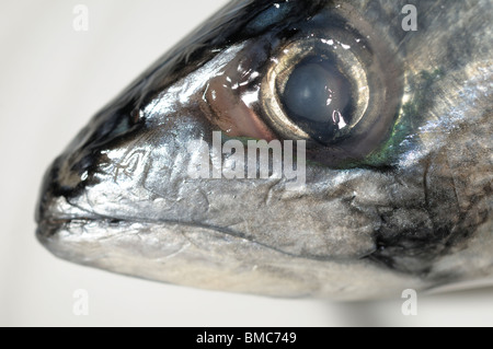 Macro eye of a Mackerel, fish close up, emotion Stock Photo - Alamy