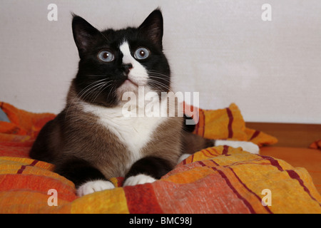 Snowshoe tomcat, Blue Point White, portrait Stock Photo - Alamy