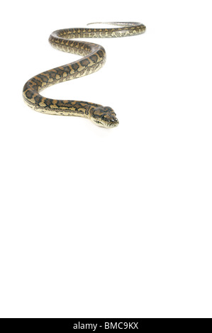 Morelia spilota variegata; Carpet Snake on White Background Stock Photo ...