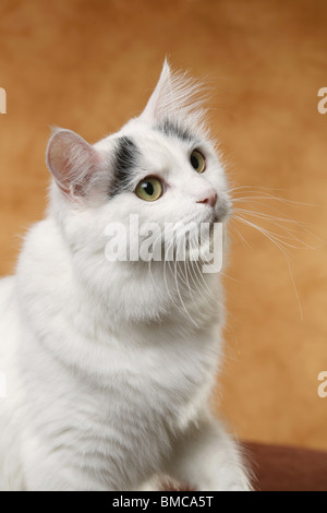 Türkisch Van Portrait Stock Photo - Alamy