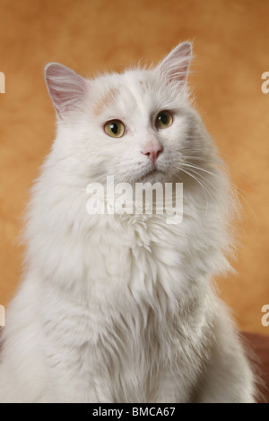 Türkisch Van Portrait Stock Photo - Alamy