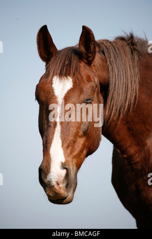 dösendes Pferd / dozing horse Stock Photo - Alamy