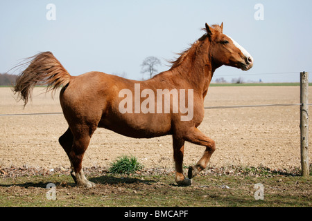 Fuchsfarbenes Pferd / horse Stock Photo - Alamy