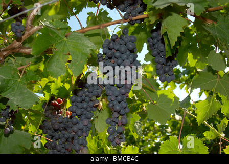Ripe Liatiko grapes Crete Greece Stock Photo - Alamy