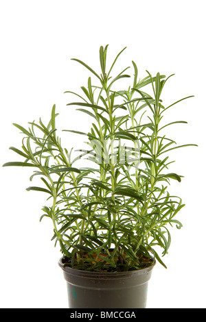 Fresh green rosemary herb isolated on white textured background ...