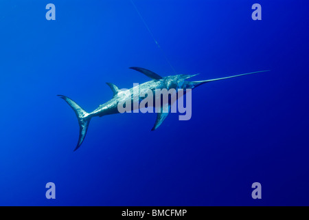 Swordfish, Xiphias gladius, captured in longline, St. Peter and St ...