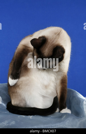 Seal and White Point Snowshoe cat with high cheekbones and blue eyes ...