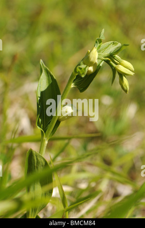 White Helleborine (Cephalanthera damasonium), Orchid Stock Photo - Alamy