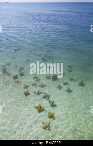 Myliobatis Aquila, or Common Eagle Ray, also known as Toad Fish and Sea ...