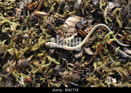 Young slow worm (Anguis fragilis Stock Photo - Alamy