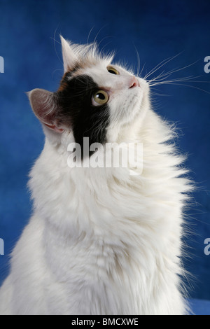 Türkisch Van Portrait Stock Photo - Alamy