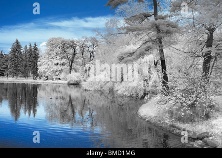 infrared photography - ir photo of landscape with tree under sky with ...