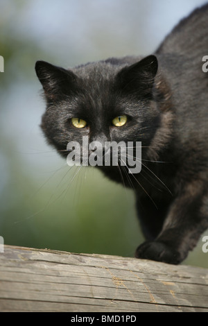 Deutsch Langhaar Portrait / German Angora Portrait Stock Photo - Alamy