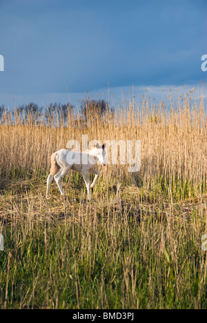 Portrait of cute newborn foal white brown spots standing next to the ...