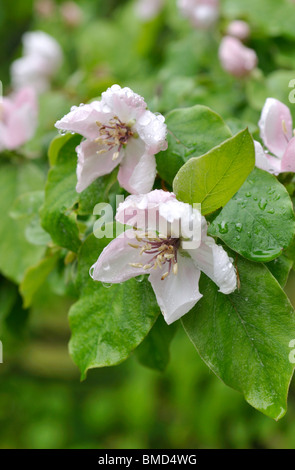 Cydonia oblonga, Cydonia oblonga Stock Photo - Alamy