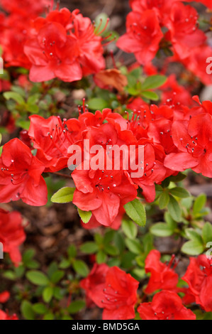 Japanese azalea (Rhododendron x obtusum 'Hino-Crimson') and crevice ...