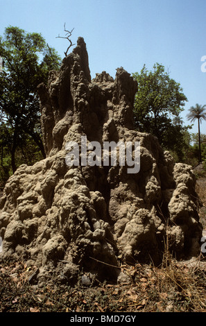 Termite mound (Cubitermes sp. ) in rainforest, Cameroon Stock Photo - Alamy
