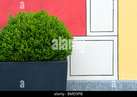 clipped buxus sempervirens in plant pots Stock Photo - Alamy