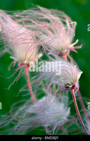 The wildflower prairie smoke Geum triflorum blooms on Drummond Island ...