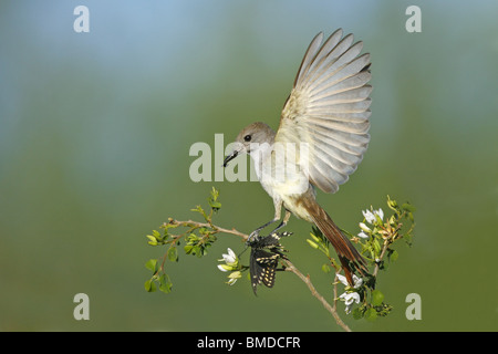 The Ash-throated Flycatcher, a bird species native to North America, is ...