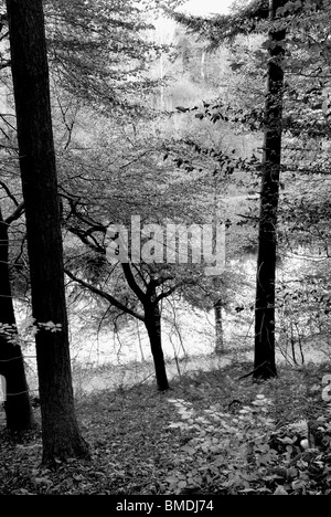 An Oak tree in Autumn, Ilkley, Yorkshire, UK Stock Photo - Alamy