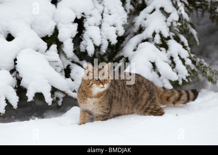 European wildcat, forest wildcat (Felis silvestris silvestris), sitting ...