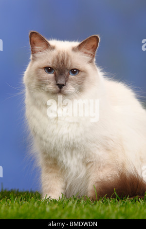 blue point Birman Stock Photo - Alamy