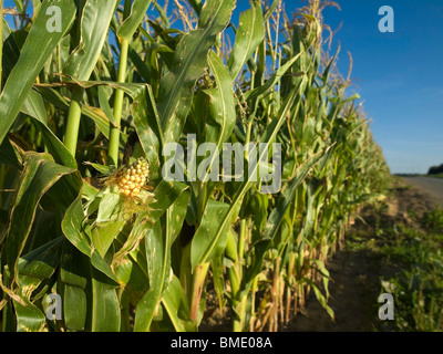 A corn field in Brittany Stock Photo - Alamy