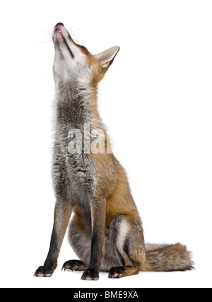 Front view of Red Fox, 1 year old, sitting in front of white background ...