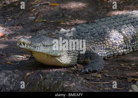 Saltwater Crocodile (Crocodylus porosus), Bali Reptile Park, Indonesia ...