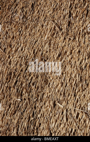 Close-up of Norfolk reed thatch on a cottage roof Stock Photo - Alamy