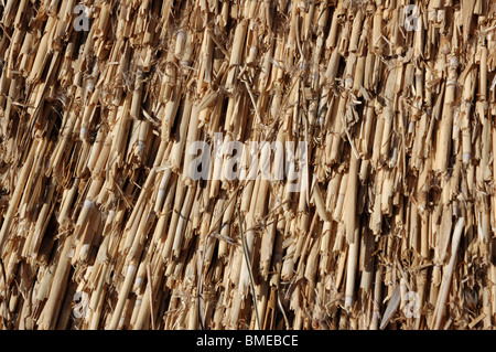 Close-up of Norfolk reed thatch on a cottage roof Stock Photo: 29956698 ...