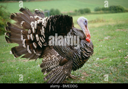 feathers colour turkey colors colours animal bird male masculine ...