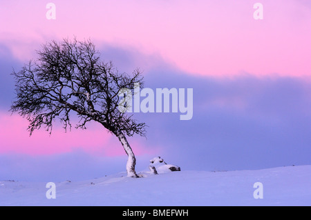 Birch tree. Dalarna, Sweden Stock Photo - Alamy