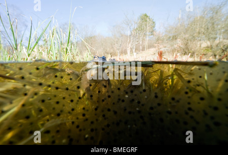 Scandinavia, Sweden, Gothenburg, Common frog with frogspawn in lake ...