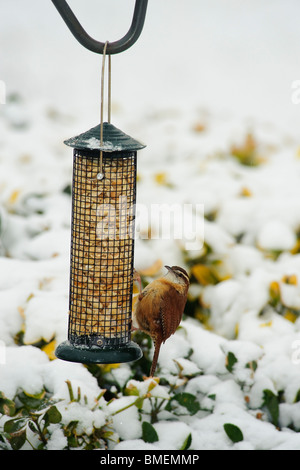 Carolina wren at peanut feeder in snow Stock Photo - Alamy