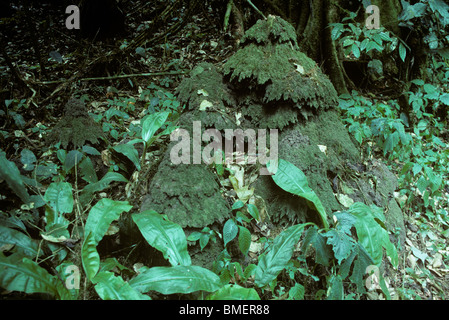 Termite mound (Cubitermes sp. ) in rainforest, Cameroon Stock Photo - Alamy