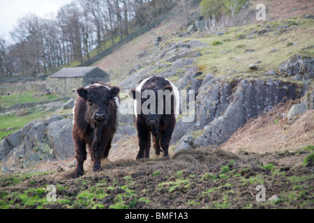 Saddle back cows in the Lake District UK Stock Photo - Alamy