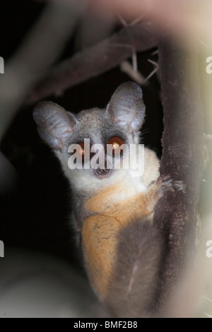 The Kenya Coast Dwarf Galago (Paragalago cocos) among thorny bushes in ...