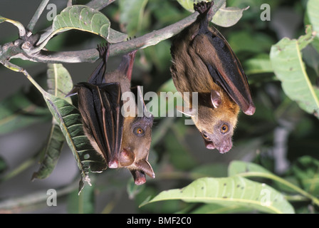 Greater Short-nosed Fruit Bat (Cynopterus sphinx) adult, feeding on ...
