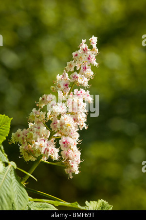 Horse Chestnut panicle / raceme / blossom with leaves, photographed in ...