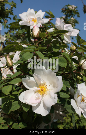 Rose garden with with white and yellow rambling flowers Stock Photo - Alamy